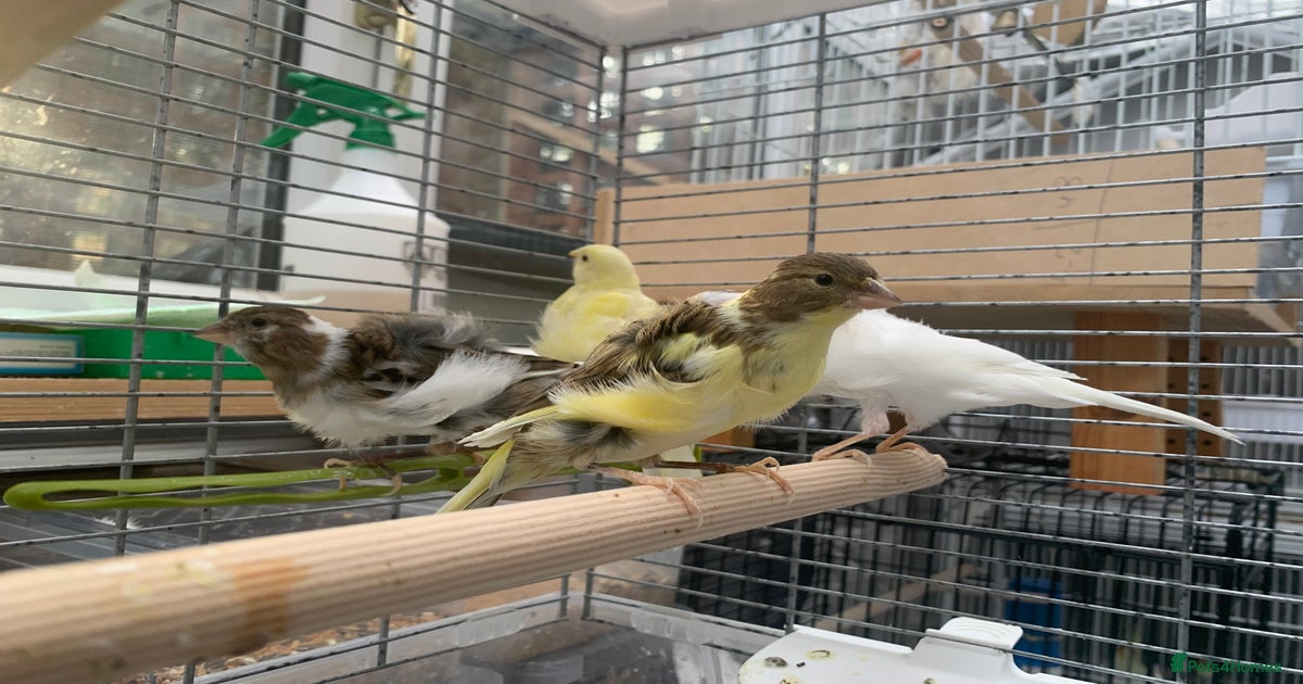 Mixed canaries for sale in London | Pets4Homes