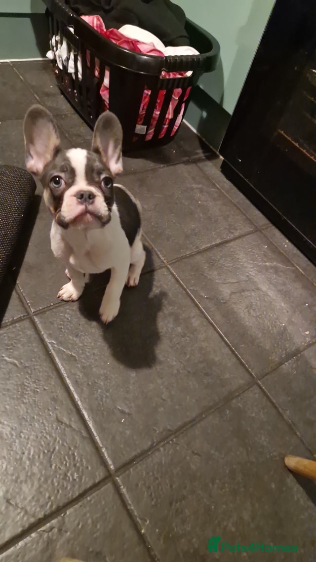15 week old french bulldog for sale in London | Pets4Homes