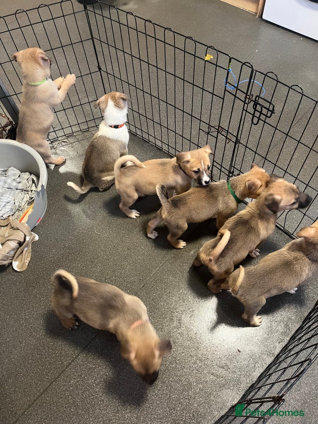 5 beautiful pups remaining 🩷💙 for sale in Bradford | Pets4Homes