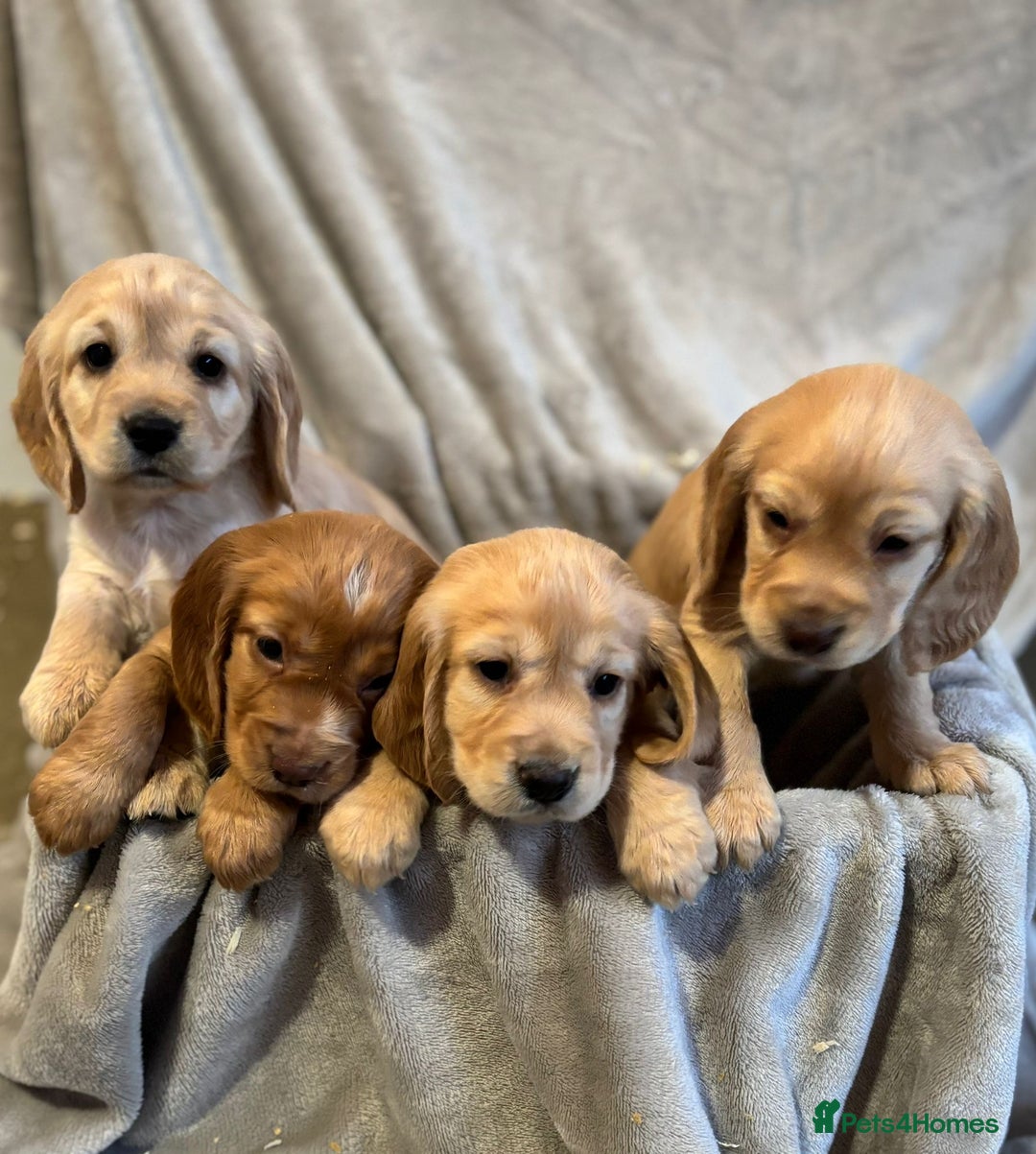 Mini Cocker Spaniel puppies for sale | Pets4Homes