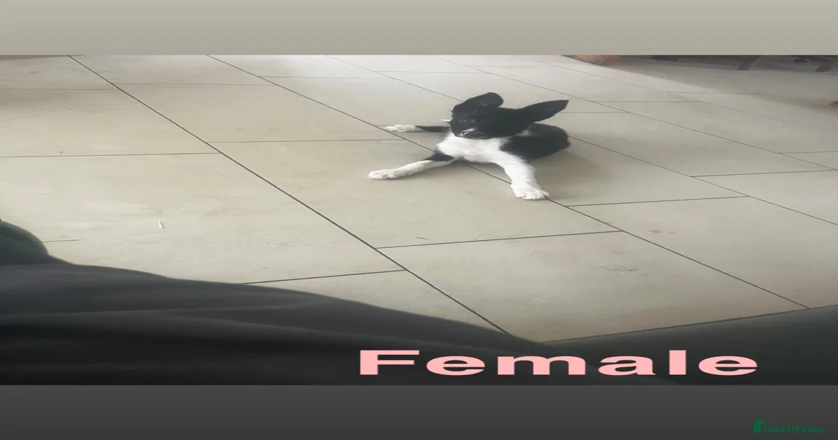 Gorgeous litter of border collie puppies for sale in Redditch | Pets4Homes