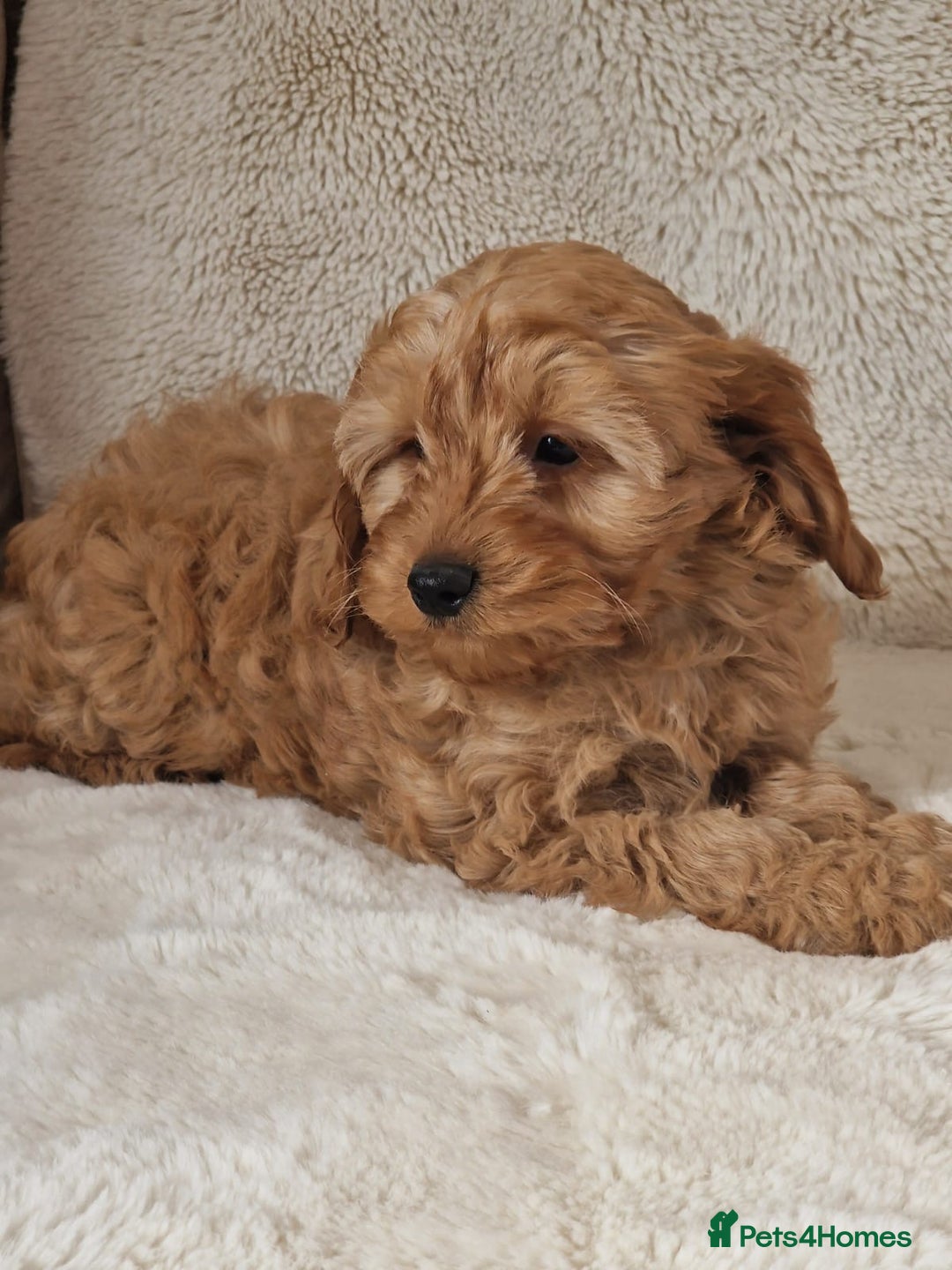 F1 Fox Red Toy Cavapoo puppies ️ KC/DNA PARENTS for sale in Egham ...