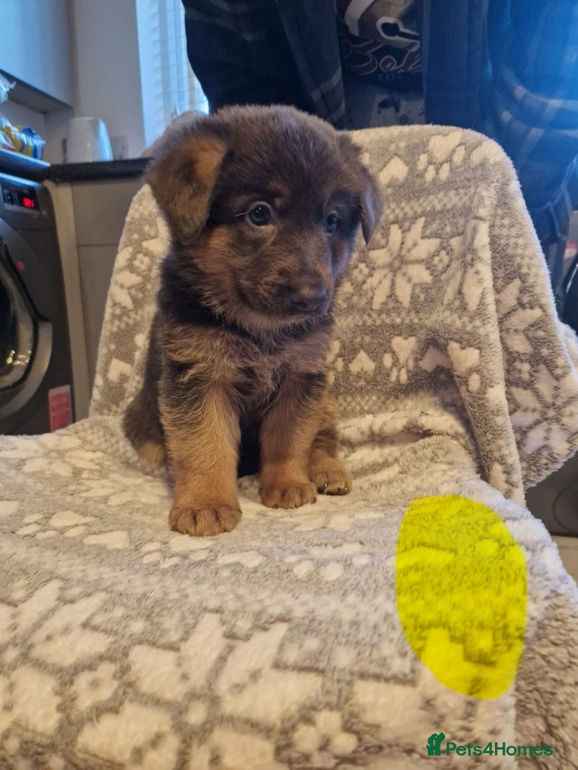 German shepherd's puppies for sale in Nottingham | Pets4Homes