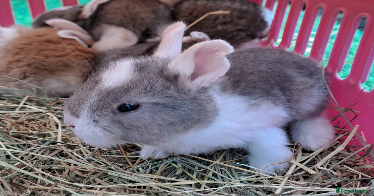 Continental Giant Rabbits for sale in Abergele, Conwy Principal Area ...