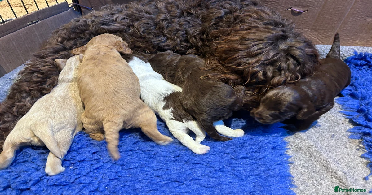 Mixed Breed Puppies for sale | Pets4Homes