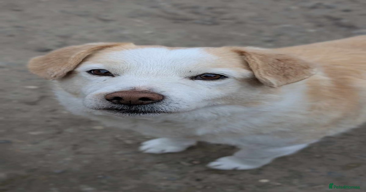 Herbie for adoption, fostered in Oxford for adoption in Didcot | Pets4Homes