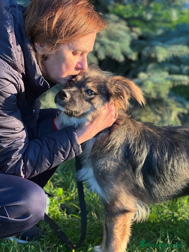 MONA – Border Collie (Female) for adoption in West Malling | Pets4Homes