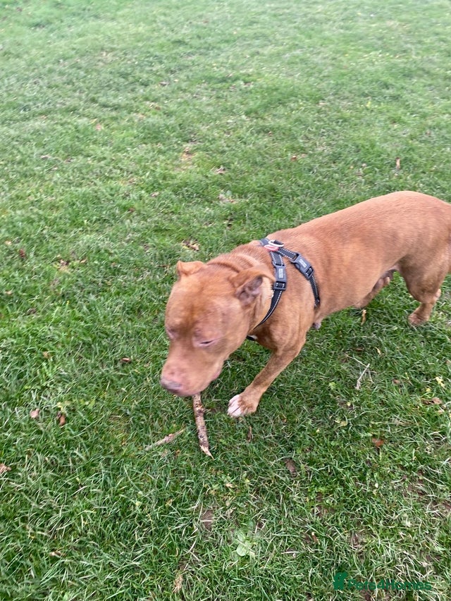 Staffy bull terrier for sale in Sheffield | Pets4Homes