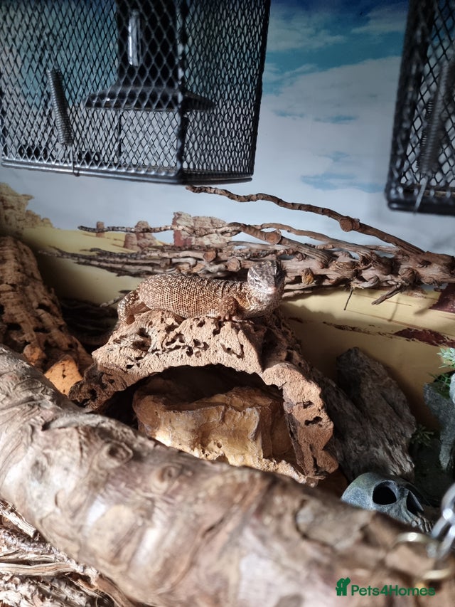 Male Yellow Ring Ackie Monitor for sale in New Milton | Pets4Homes