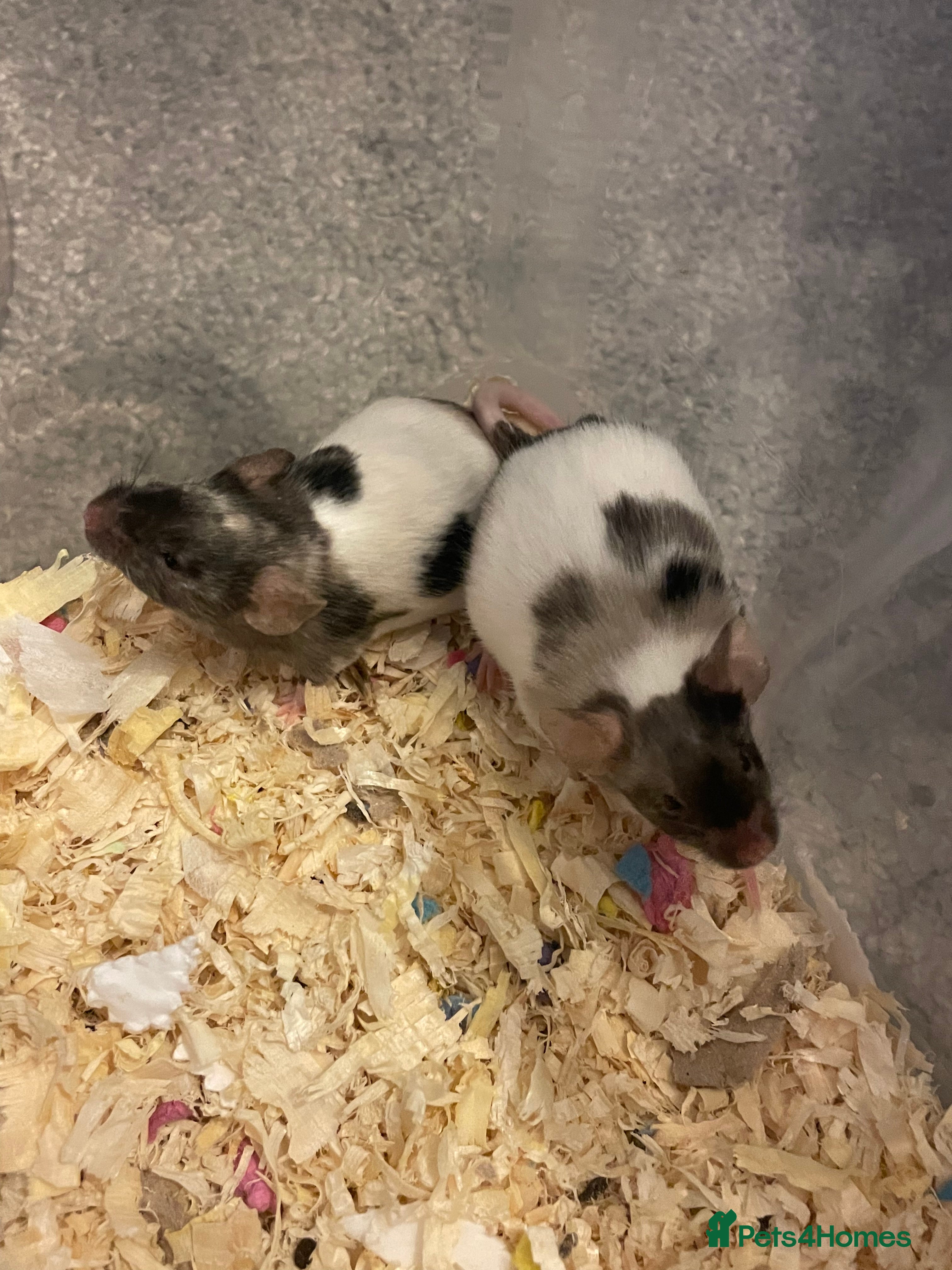 4 beautiful male fancy mice available for sale in Chard | Pets4Homes