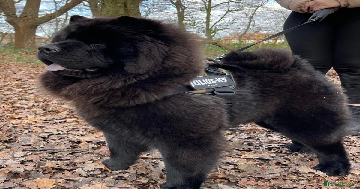 Chow chow Male looking for a new home for sale in London | Pets4Homes