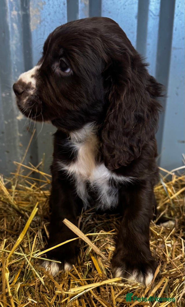 Health Tested Clear KC Registered Working Cockers for sale in Bishop ...