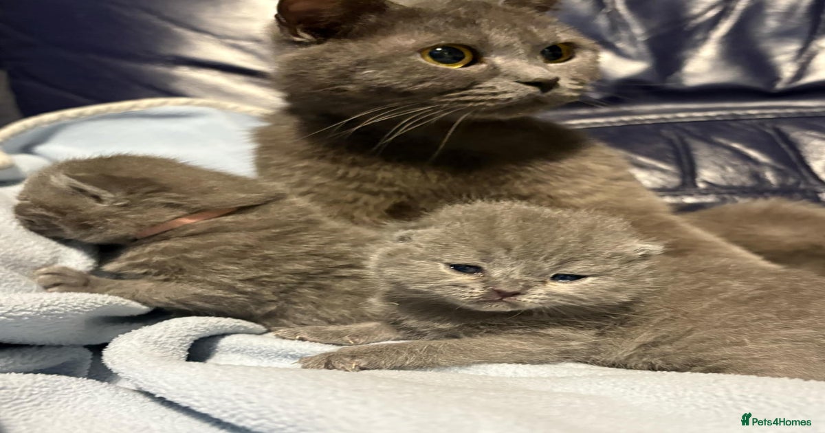 British short hair kittens for sale in Dover | Pets4Homes