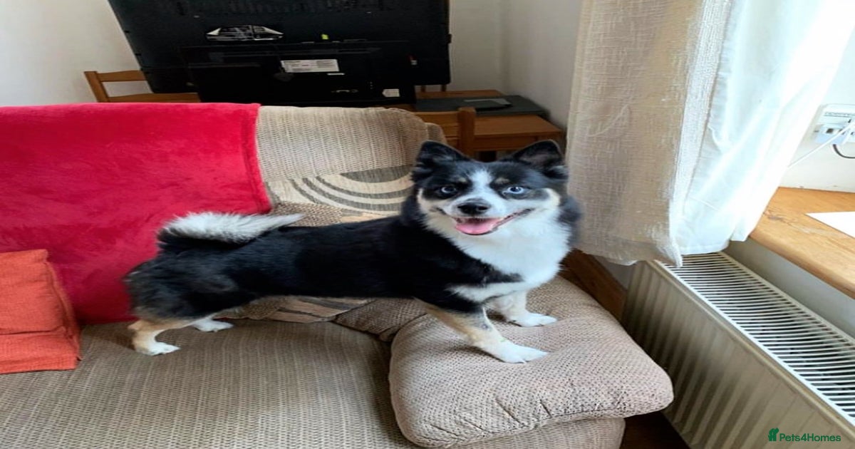 Pomsky F2 (free) for sale in Huddersfield | Pets4Homes
