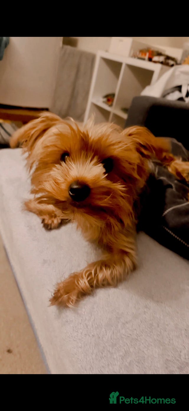 MR Darek for sale in Maidstone | Pets4Homes