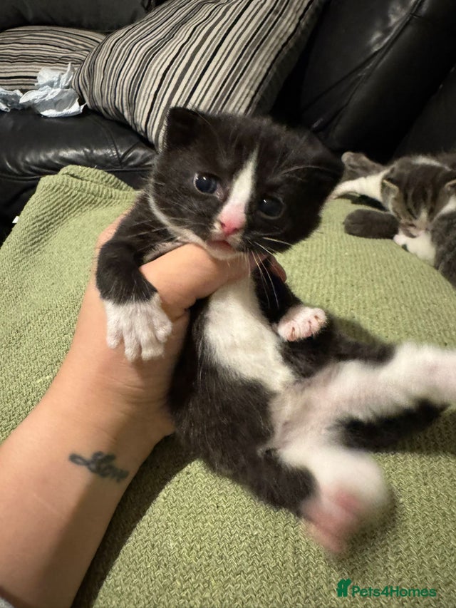 Russian Blue x Tabby for sale in Feltham | Pets4Homes