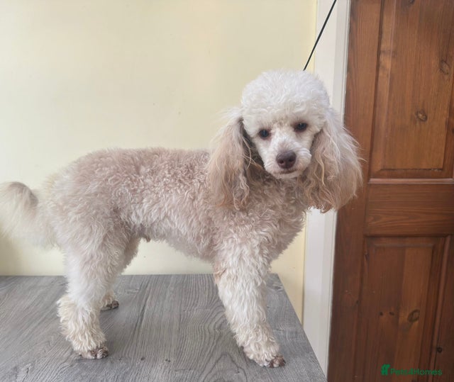 🌙Monty Moonshine KC Café au Lait Toy Poodle Stud for stud in Bristol ...