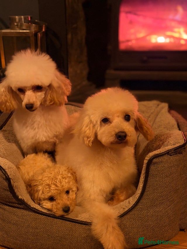 Toy Poodle puppy for sale in Kilmacolm | Pets4Homes