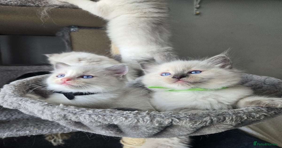 Pedigree Championship status GCCF Ragdolls. for sale in London | Pets4Homes