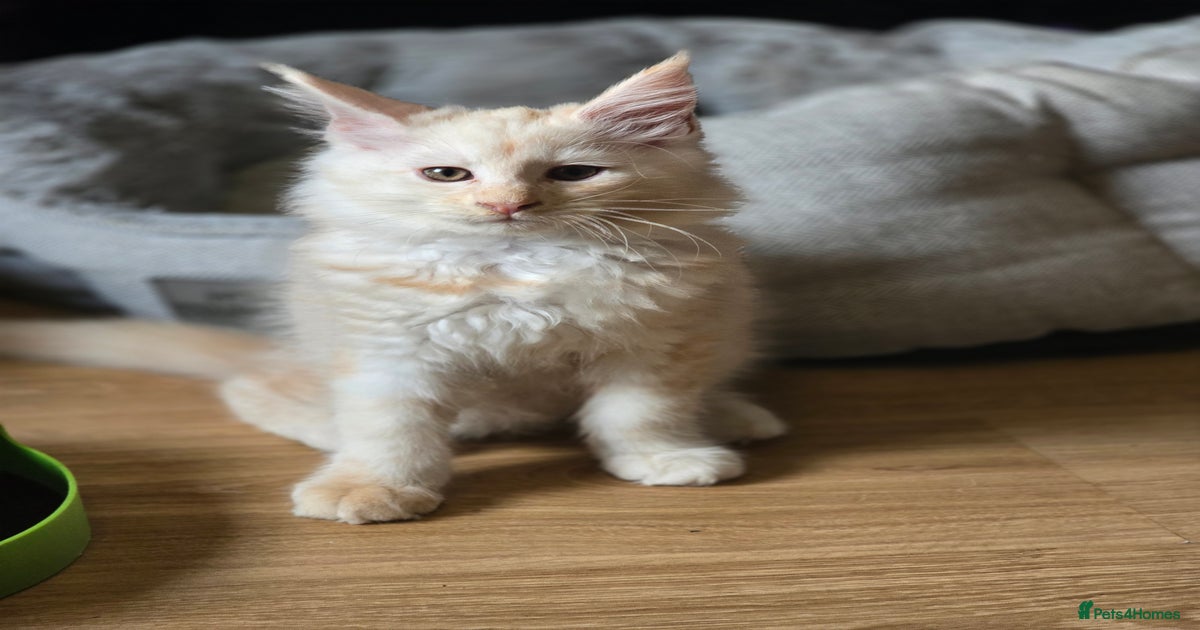 READY NOW Gorgeous XL Maine Coon Male for sale in Sheringham | Pets4Homes