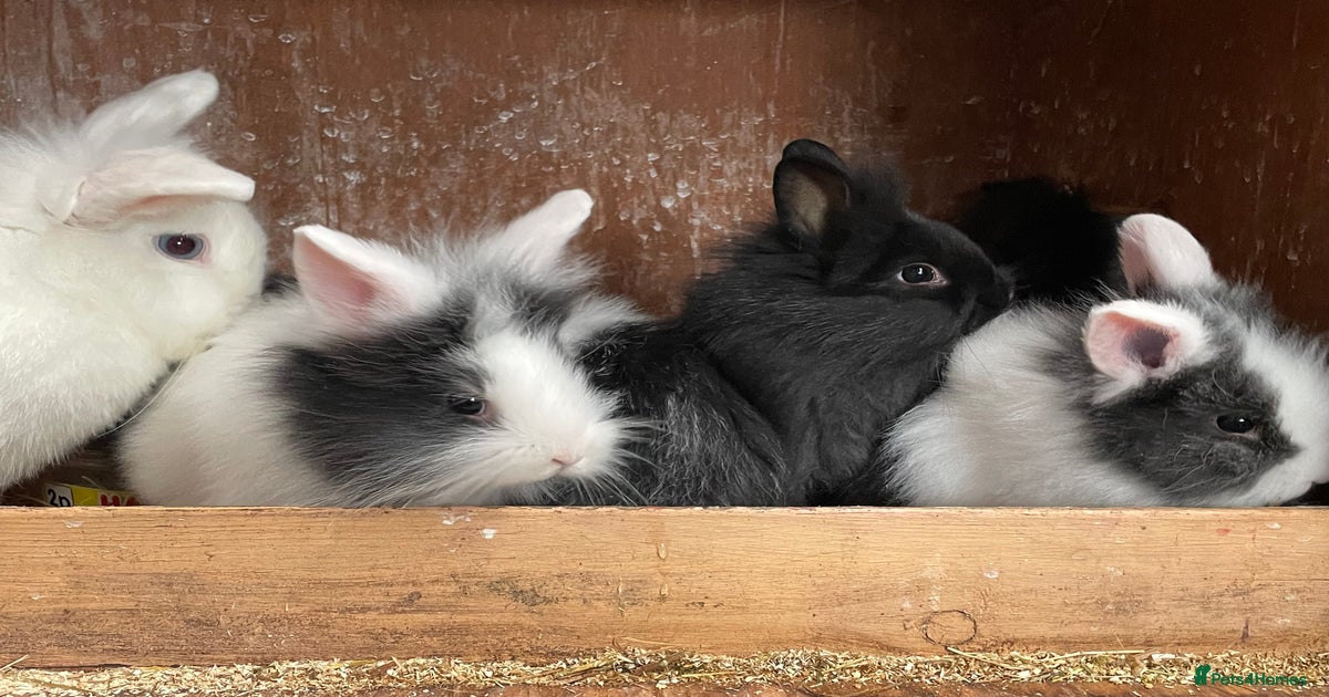 Beautiful mixed breed rabbits for sale in Lockerbie | Pets4Homes