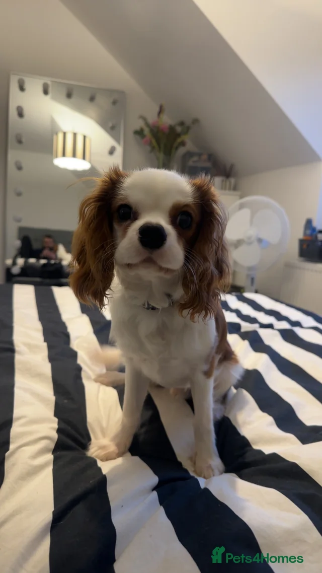 10 month old King Charles Cavalier for sale in Ossett | Pets4Homes