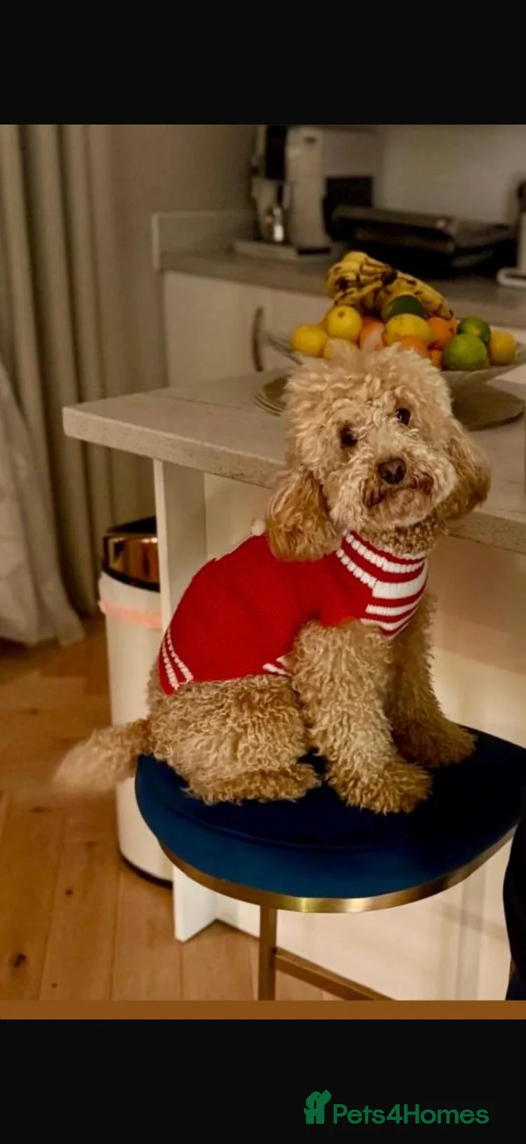 Toy poodle for sale in Virginia Water | Pets4Homes