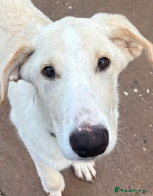 Courageous Kansas for adoption in Stafford | Pets4Homes