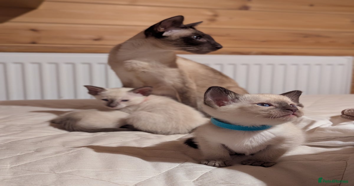 GCCF Registered Siamese Kittens. for sale in Wrexham | Pets4Homes