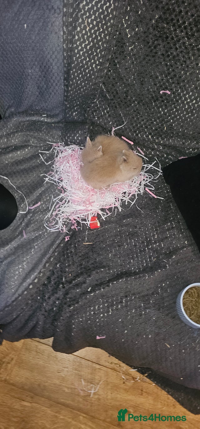 Baby dwarf rabbit for sale for sale in Leicester | Pets4Homes