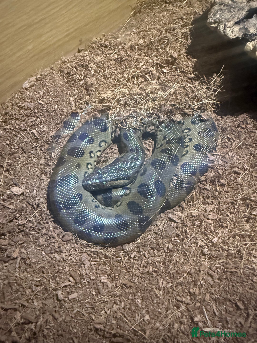 Male green anaconda for sale in Blackpool | Pets4Homes
