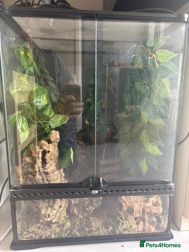 Female Crested Gecko and full set up for sale in Chesham | Pets4Homes