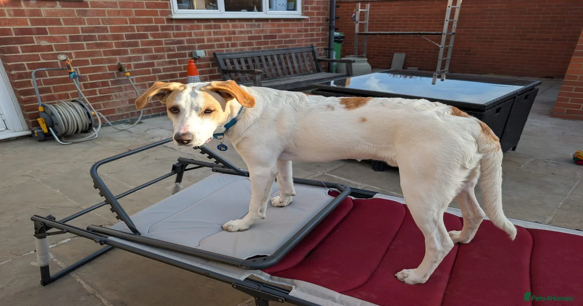 Dogs for adoption | Pets4Homes