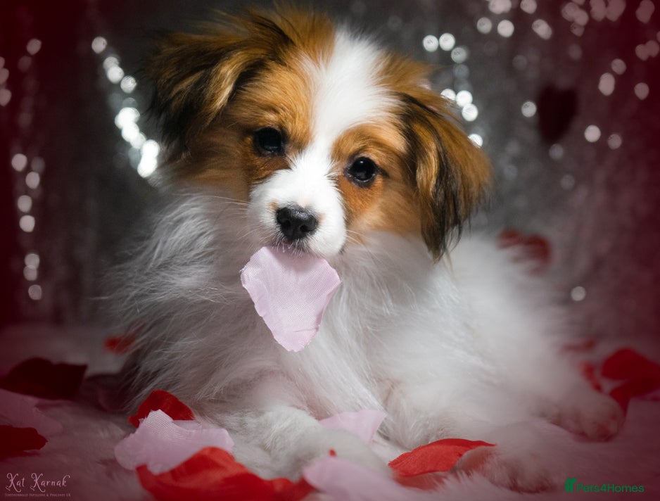 Papillon Dogs Breed - Information, Temperament, Size & Price | Pets4Homes