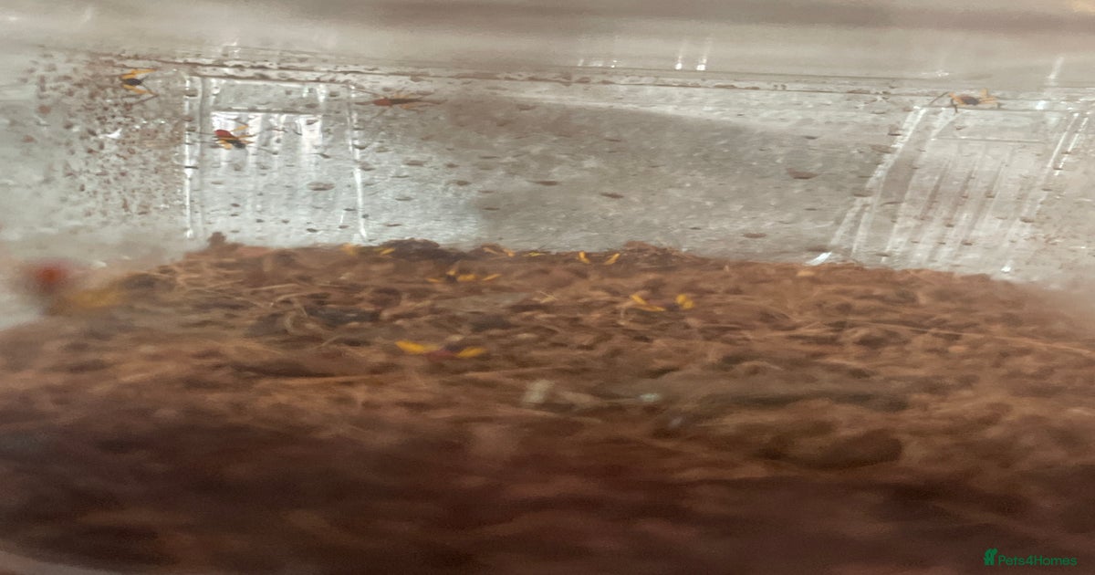 Two spotted assassin bug- platymeris biguttatus for sale in Nottingham ...