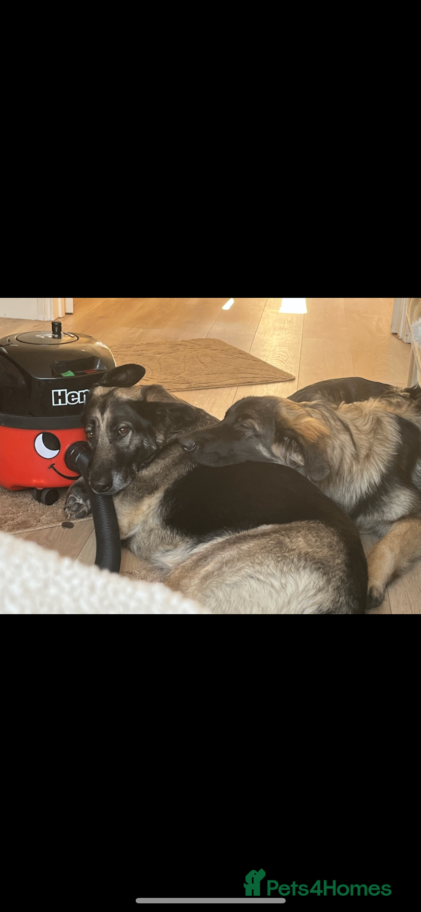 German shepherd for sale in Crook | Pets4Homes