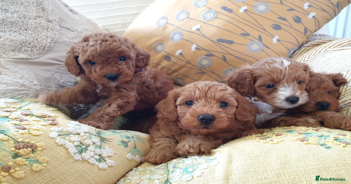 Mixed Breed Puppies for sale | Pets4Homes