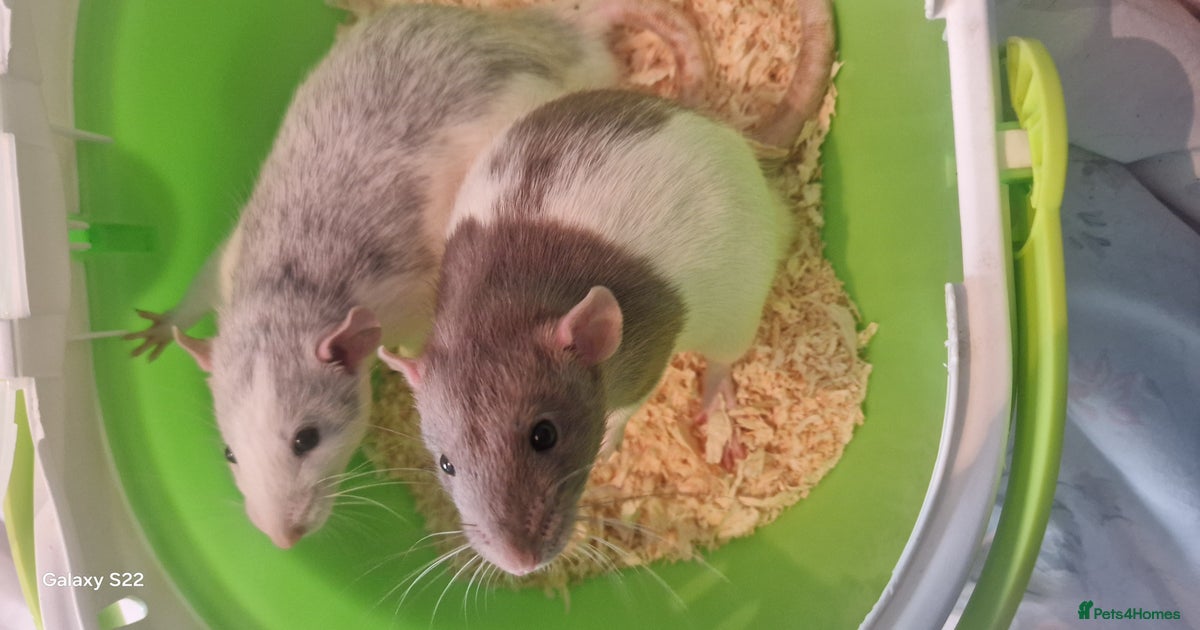 2 male tame rats for sale in Hemel Hempstead | Pets4Homes