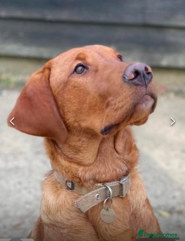 KC Stunning dark fox red Labrador puppies for sale in Ware | Pets4Homes