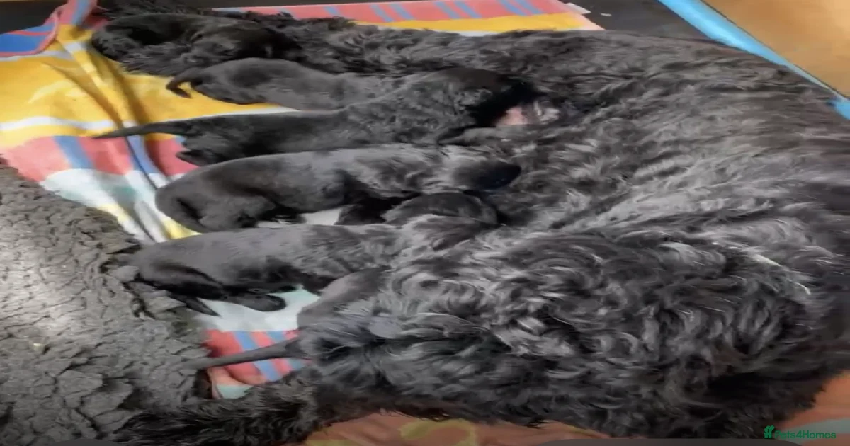 Dogs Russian Black Terrier Puppies for sale | Pets4Homes
