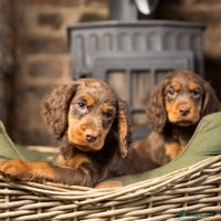 Dogs for stud | Pets4Homes