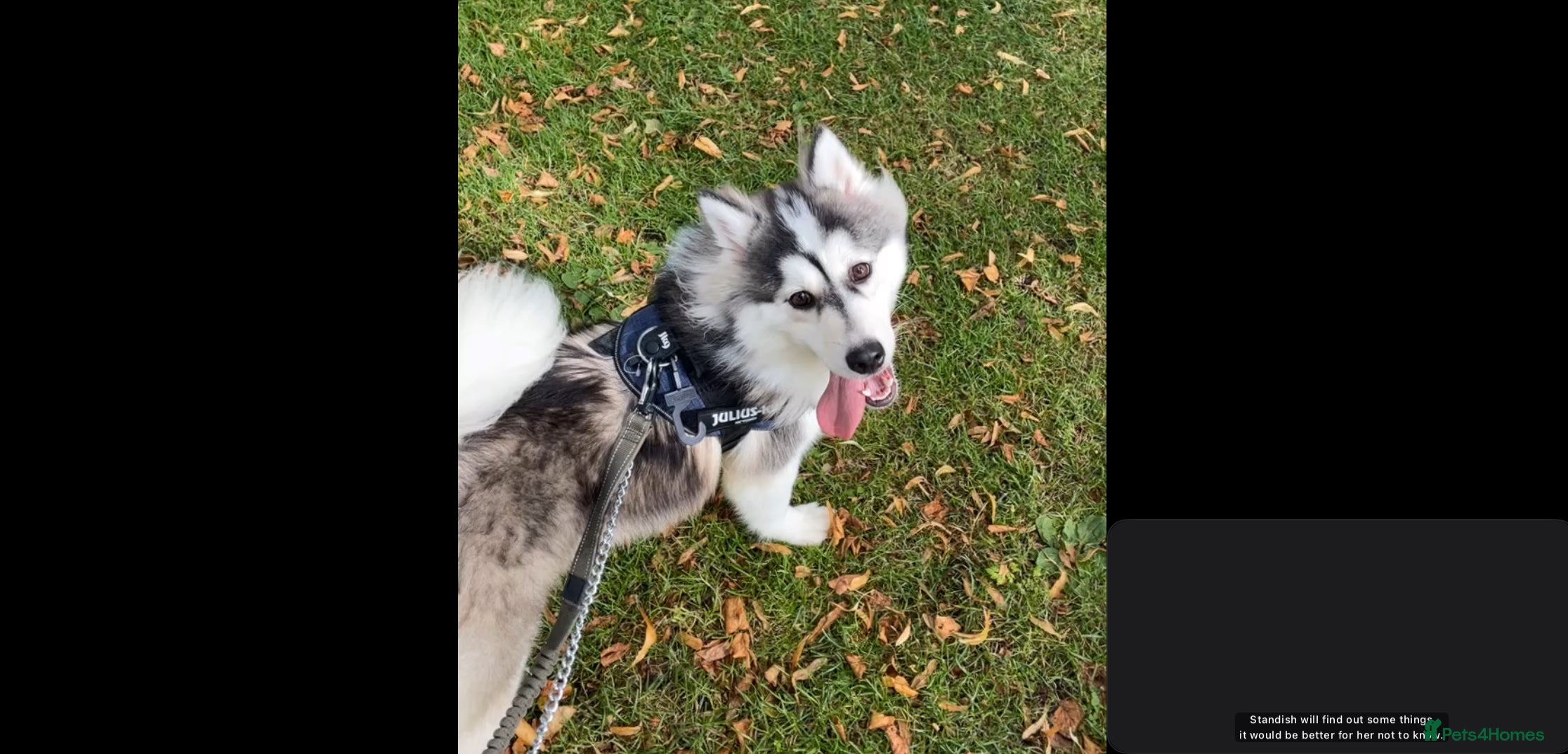 RARE BLUE / GREY POMSKY STUD💙 for stud in Preston | Pets4Homes