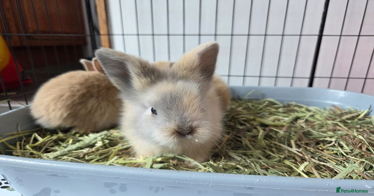 Rabbits for sale | Pets4Homes