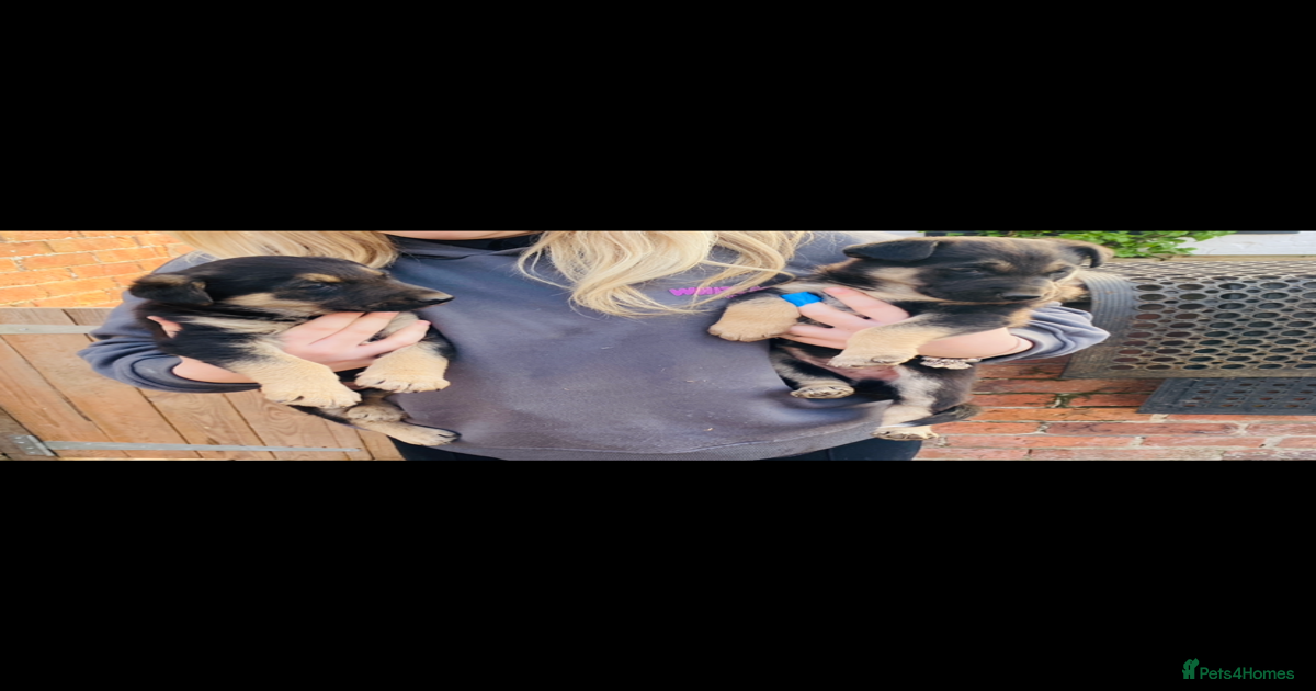 Beautiful Shollie Puppy’s GS x Boarder Collie for sale in Knutsford ...