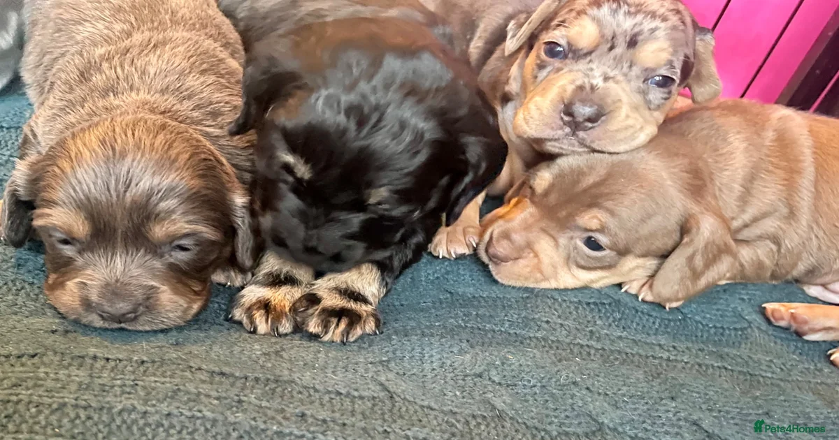 Mixed Breed Puppies for sale | Pets4Homes