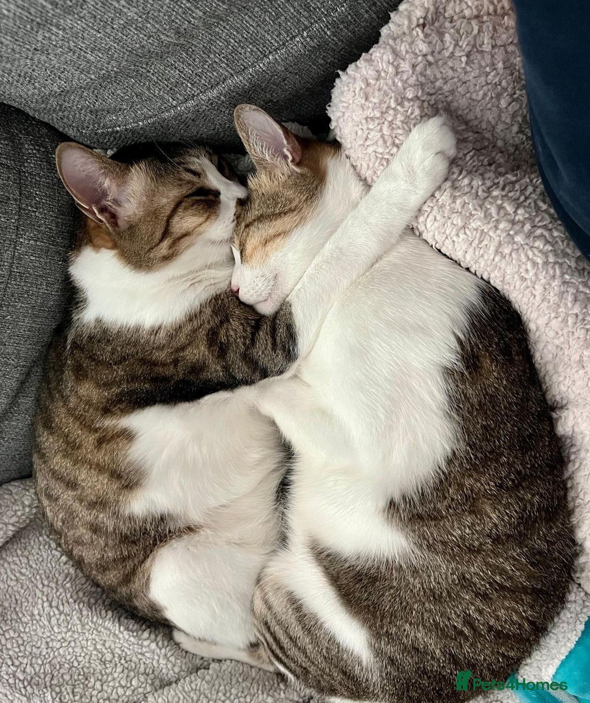 Cats for adoption | Pets4Homes