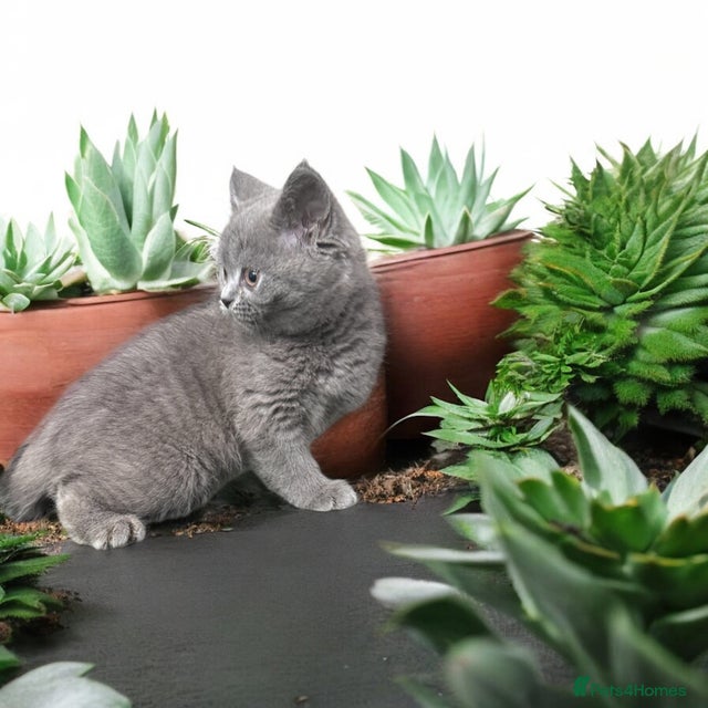 Stunning Blue BSH graded health checked REDUCED for sale in Stockport ...