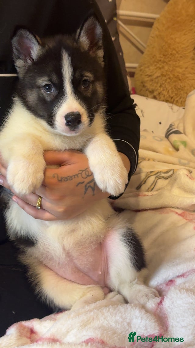 Siberian husky for sale in Bewdley | Pets4Homes