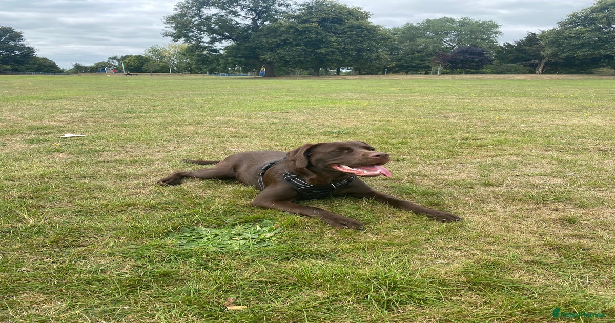 Belle LabX for sale in Saint Helens | Pets4Homes