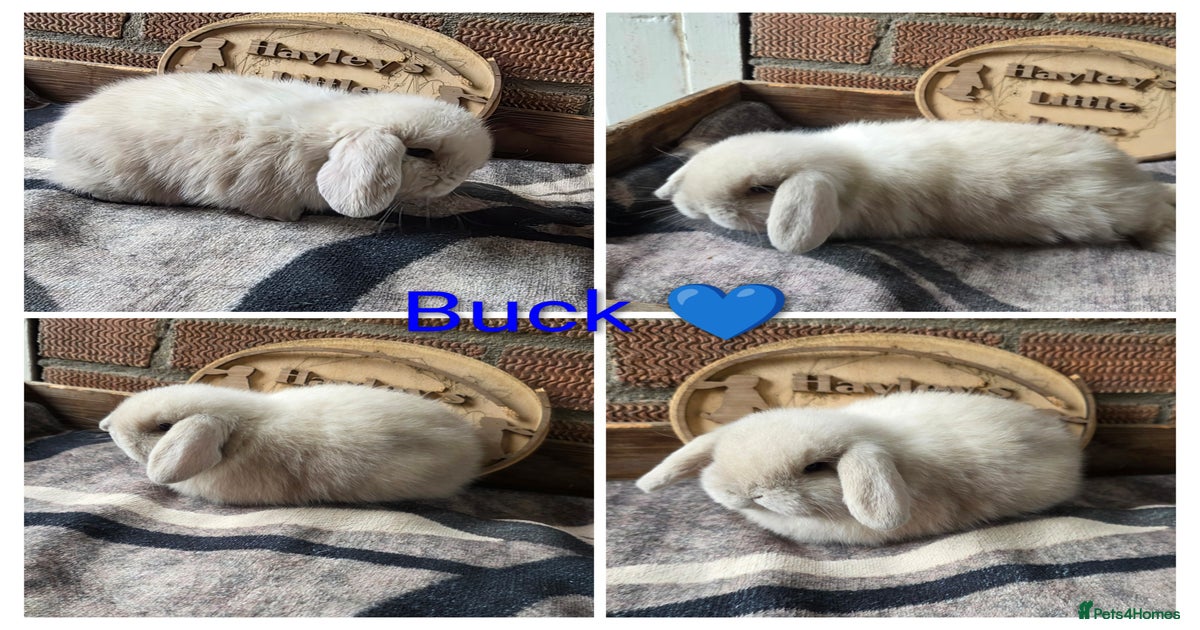 Gorgeous pure breed mini lops for sale in Wymondham | Pets4Homes